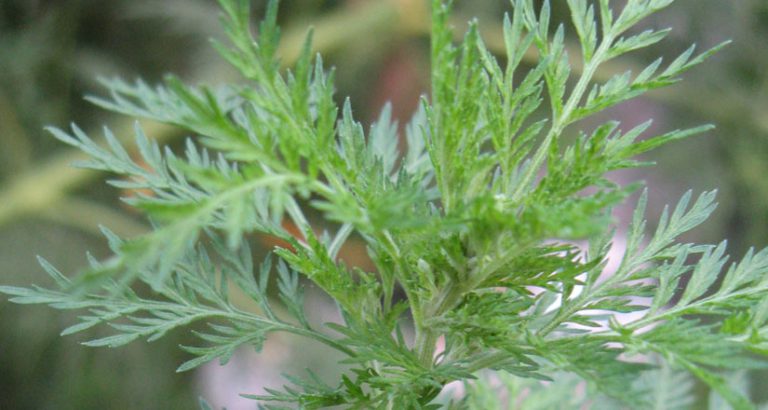Bylica roczna Artemisia – właściwości zdrowotne i lecznicze – DK NATURE ...